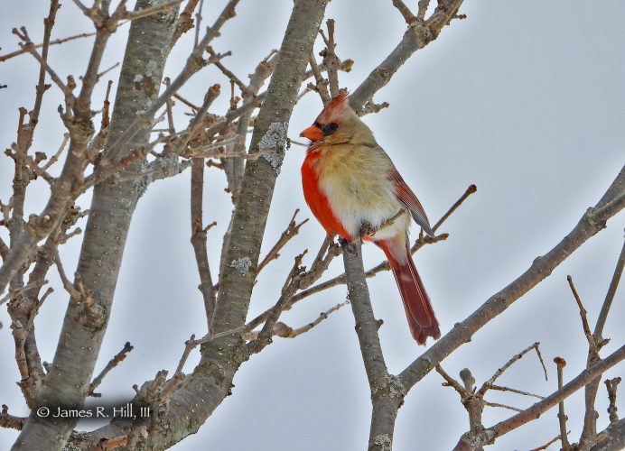 Rare Half-Male, Half-Female Cardinal Spotted In Warren County | News ...
